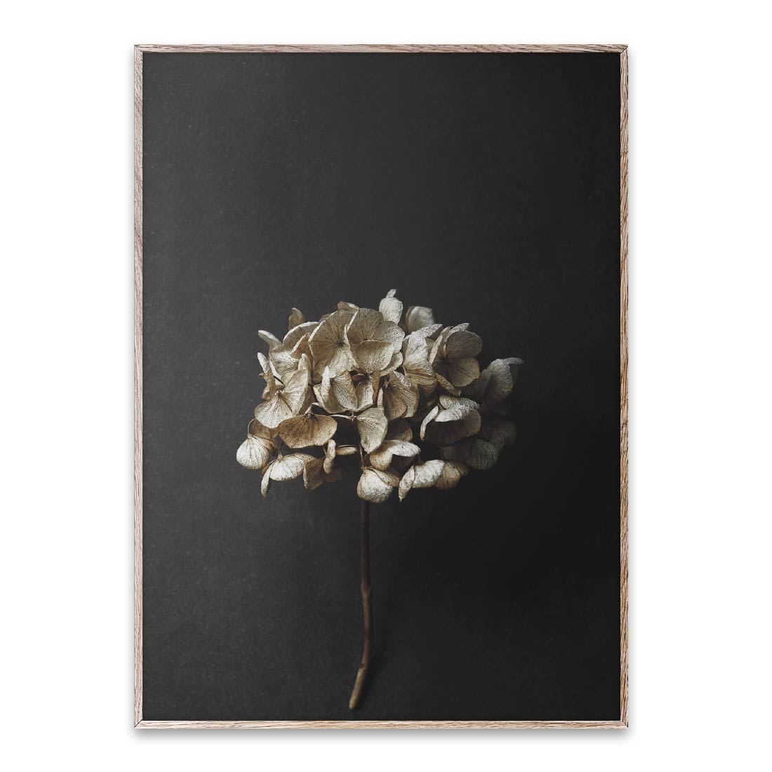 PAPER COLLECTIVE（ペーパーコレクティブ）フォトポスター 50×70cm Still Life 04 | Shinc lab.（シンクラボ）